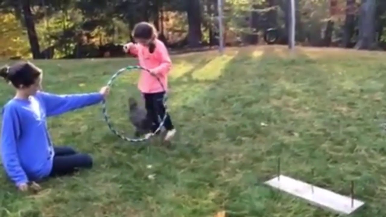 Chicken jumps through hoop - YouTube