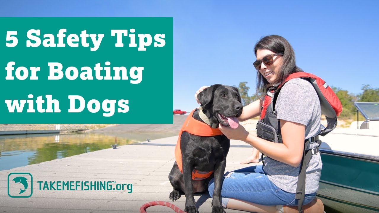 Safety Tips for Boating With Dogs - YouTube