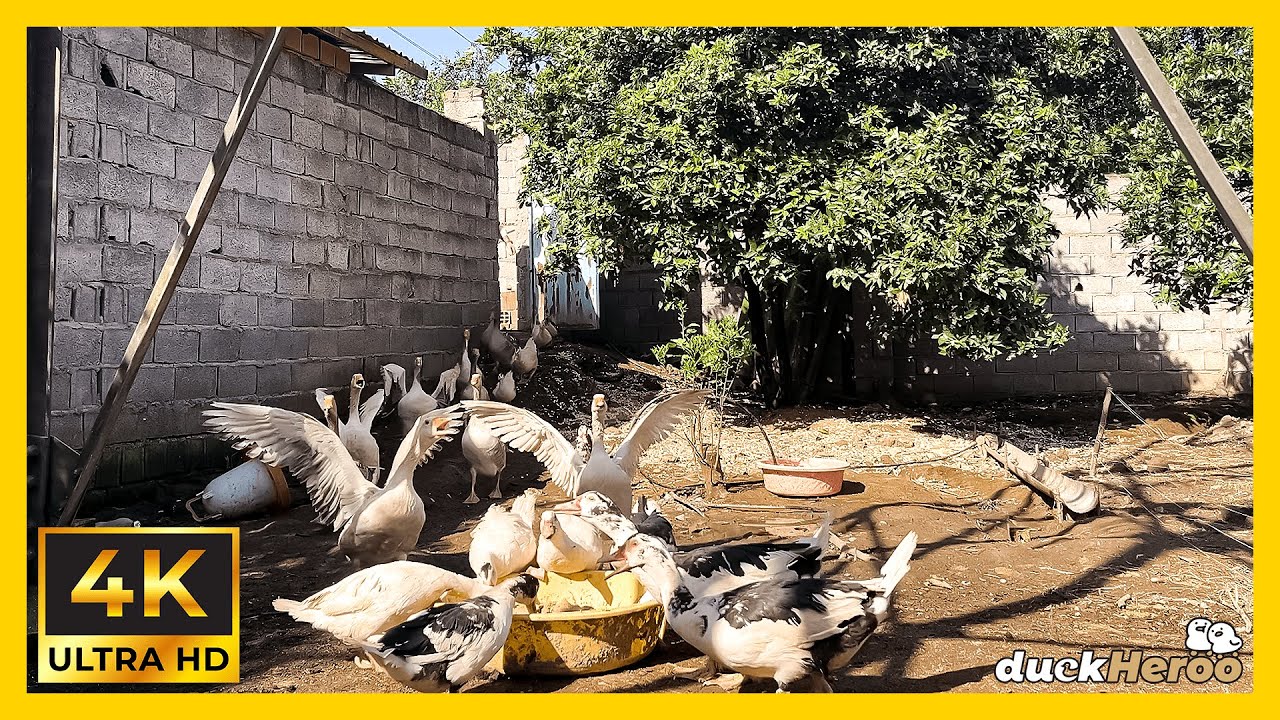 How We Make Delicious Food for Our Ducks & Geese (They Love It!) - YouTube
