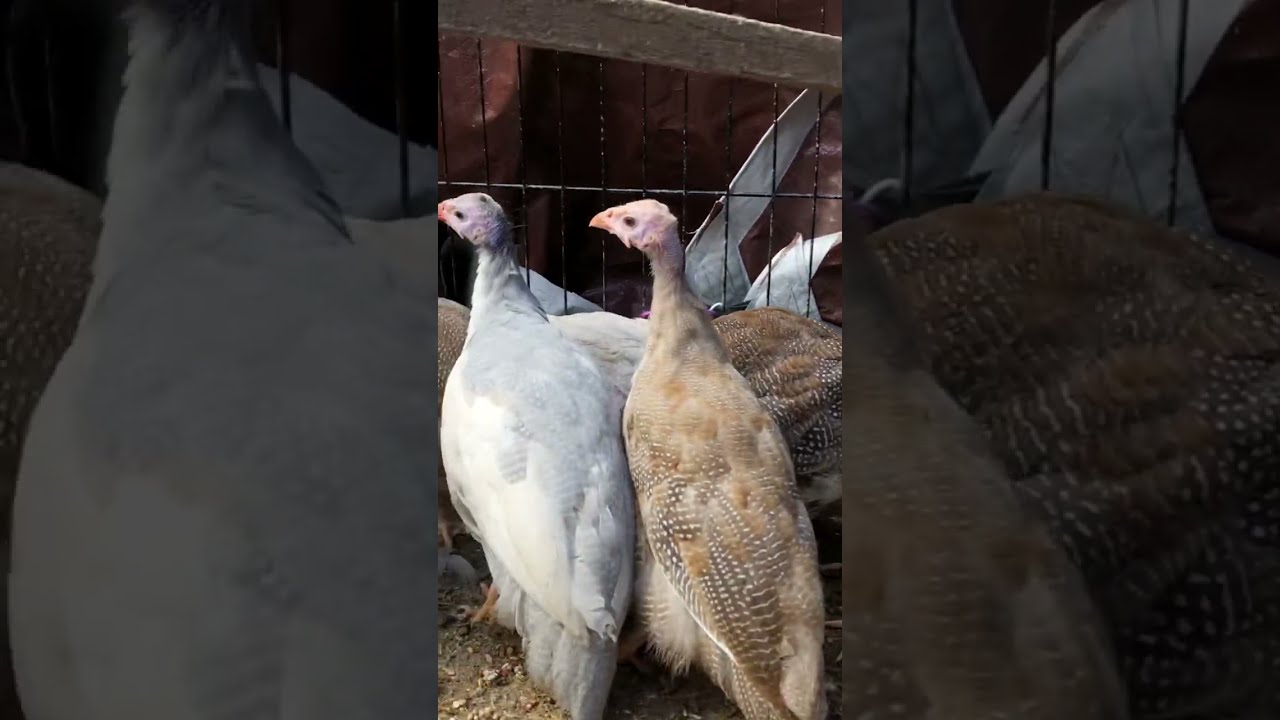 Cutest guinea fowl keets, red eyed silver, red eyed cinnamon, chocolate ...