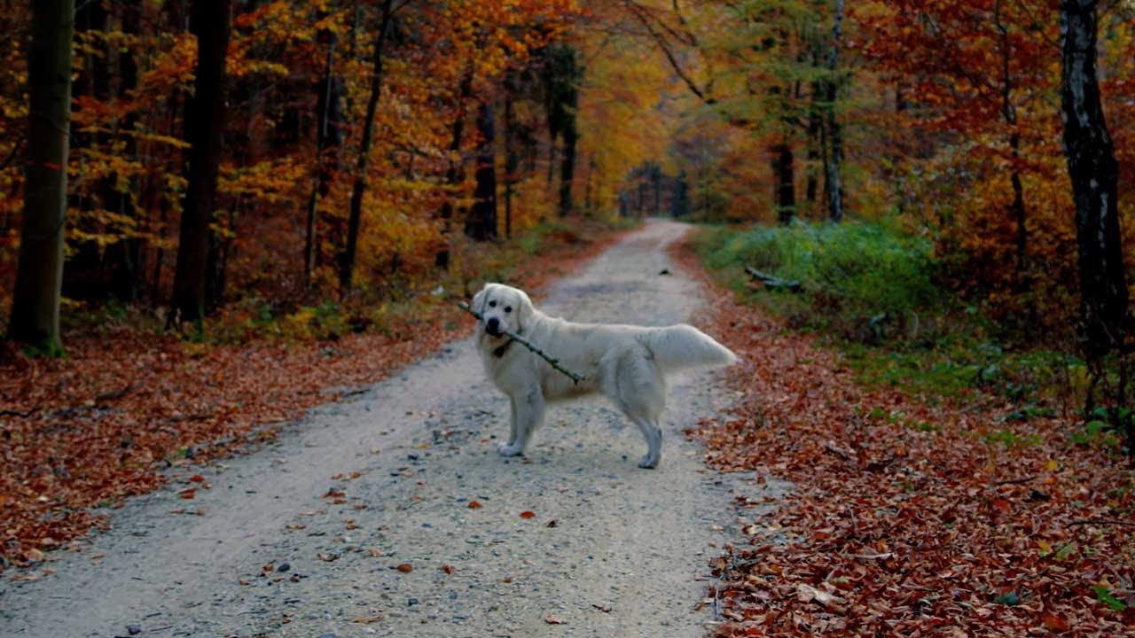 Autumn in the Dresden Forest - YouTube