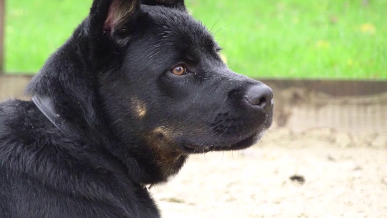 akita rottweiler mix - YouTube