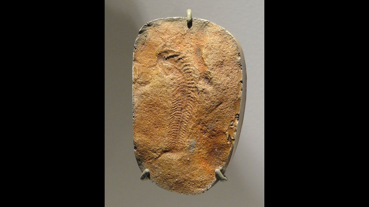 Ancestors of all life Spriggina, Dickinsonia, Parvancorina Late ...