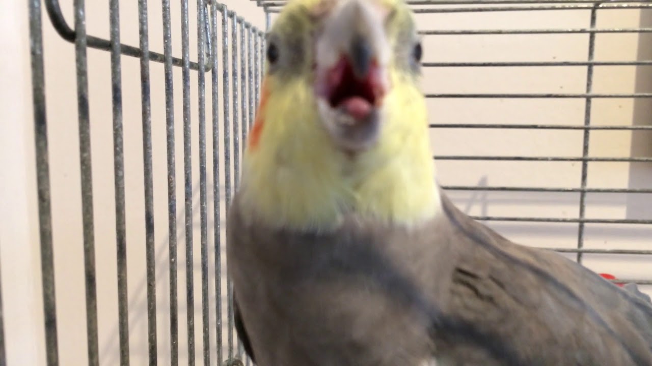 Angry Birb - YouTube