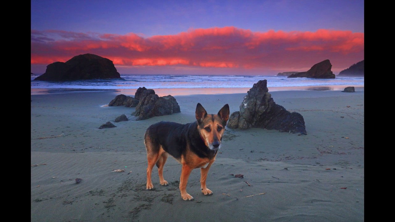 A tribute to Shyla Dog Super Hiker - YouTube
