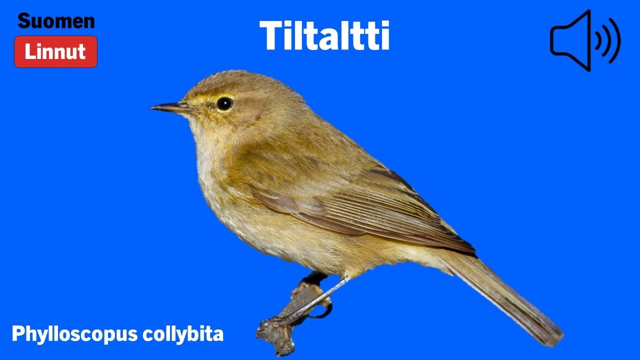 Tiltaltti - Phylloscopus collybita - Common Chiffchaff - gransångare ...