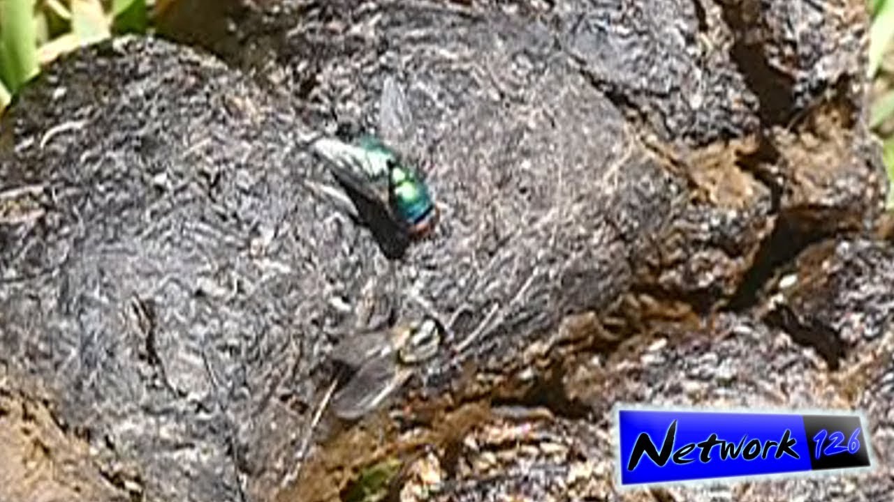 Flies on shit - The unseen drama - YouTube