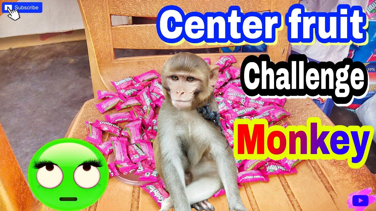Monkey challenge Centre fruit😱|| सेंटर फ्रूट देख कर मंकी का रिएक्शन ...