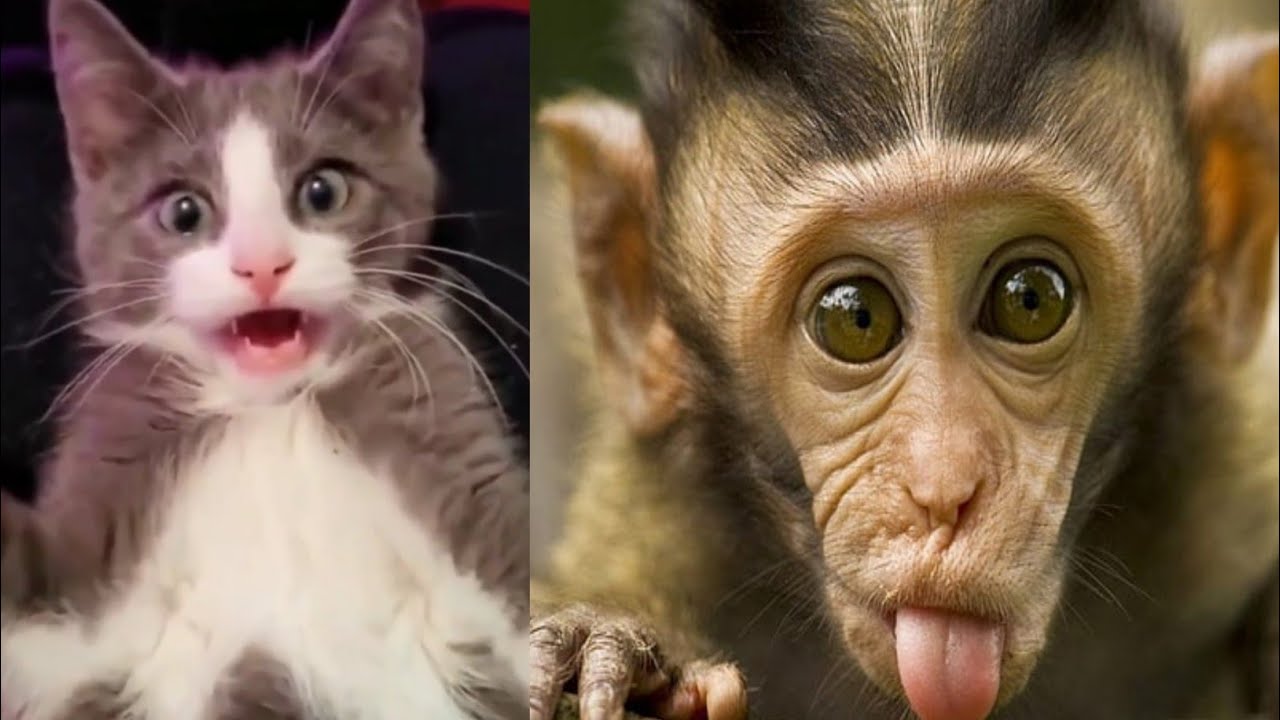 So Funny Cats and Dogs Video - YouTube