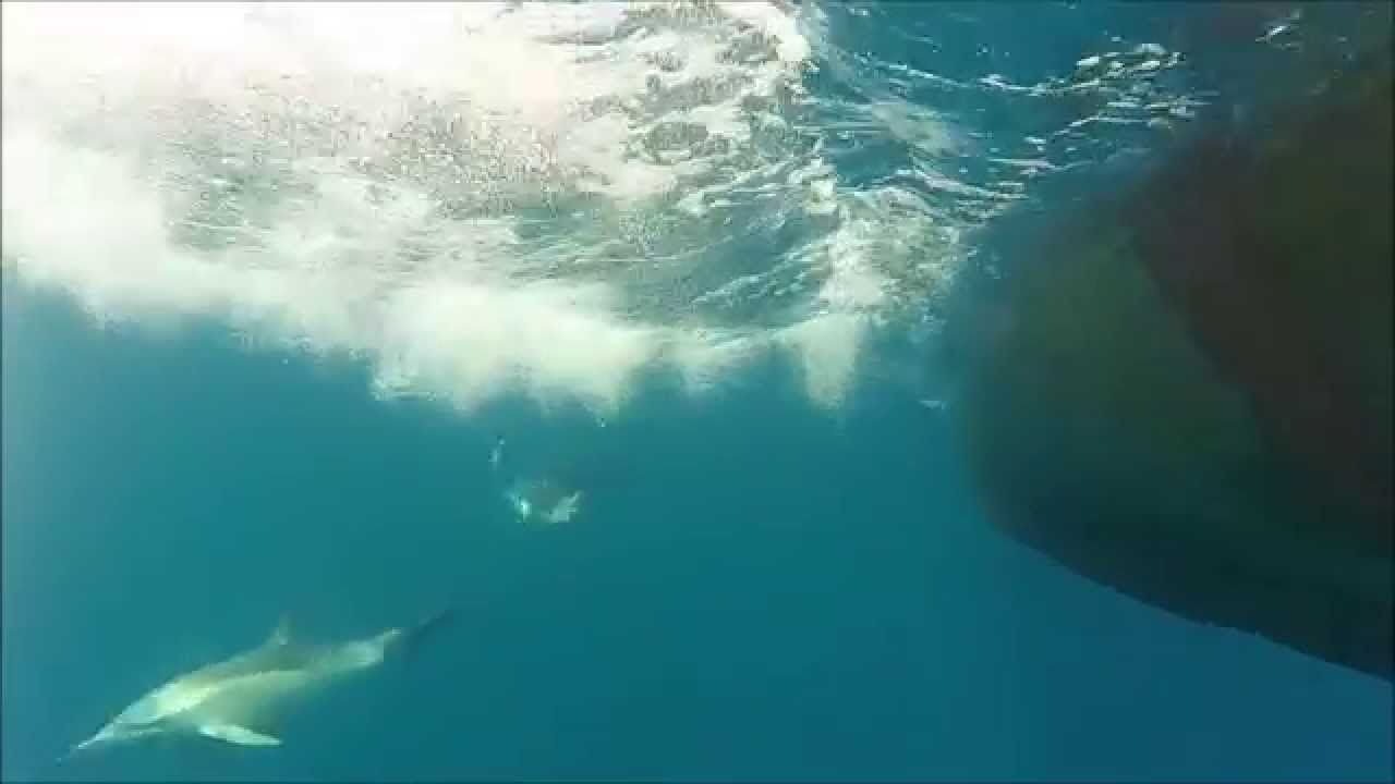 Dolphins - YouTube