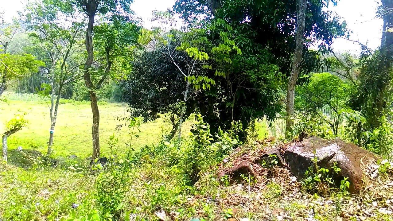 Land in wayanad for resort 1 acre 15 lacks - YouTube