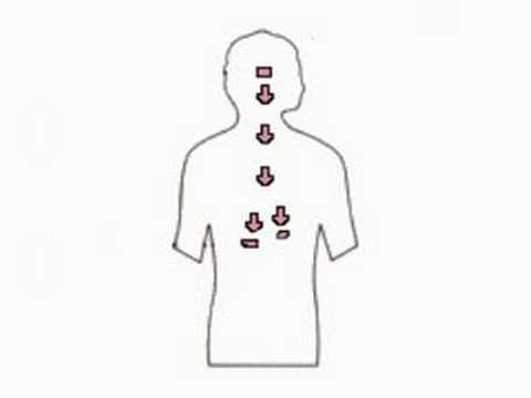 How the Body Works vomiting - YouTube