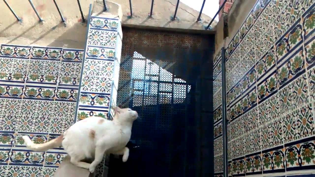 Cat jump - Slow Motion - YouTube