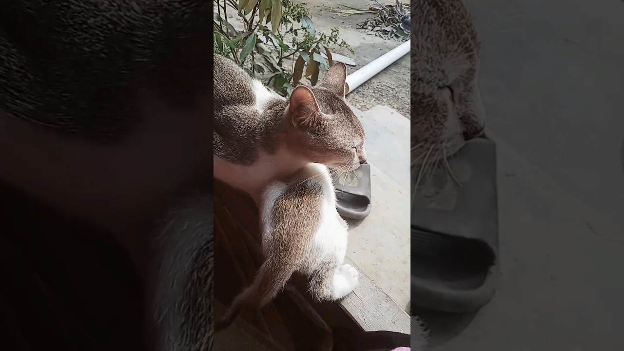 😂🐱Cute cat maw #ytshorts #youtubeshorts #viral #catslover - YouTube