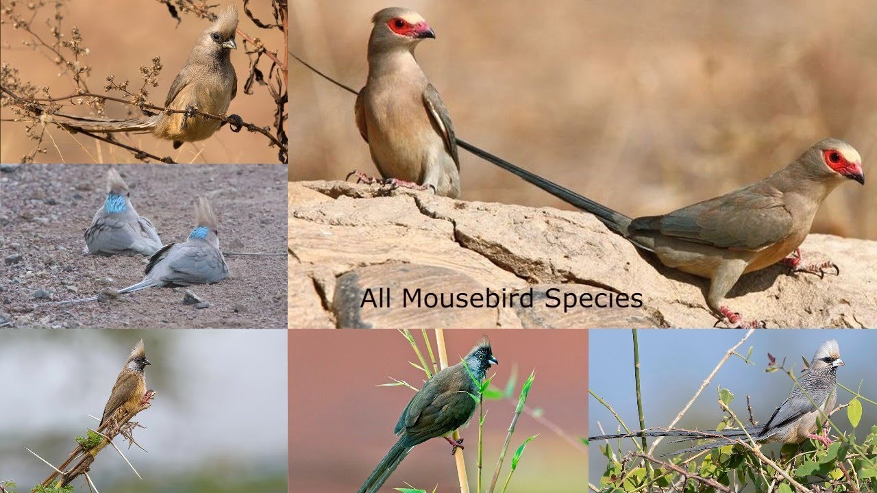 All Mousebird Species / types of mousebird / Coliidae - YouTube