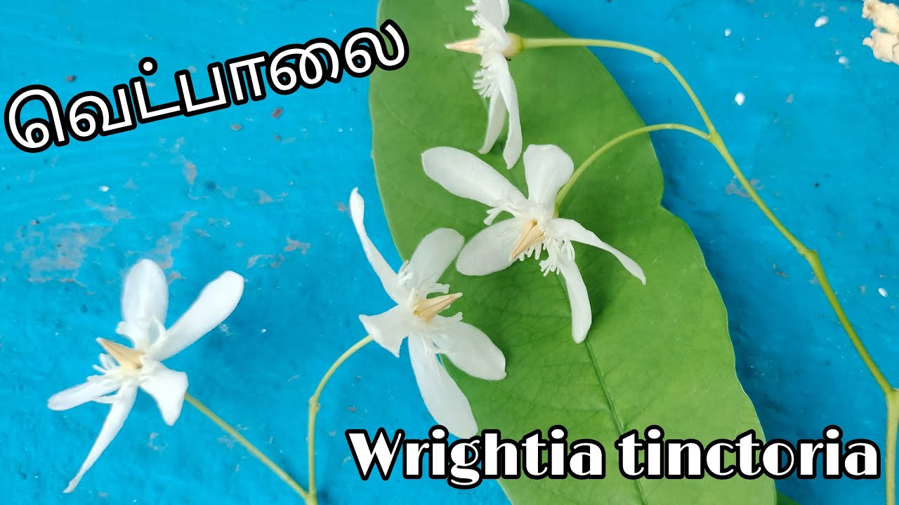 Vetpalai - Wrightia tinctoria (வெட்பாலை) - YouTube