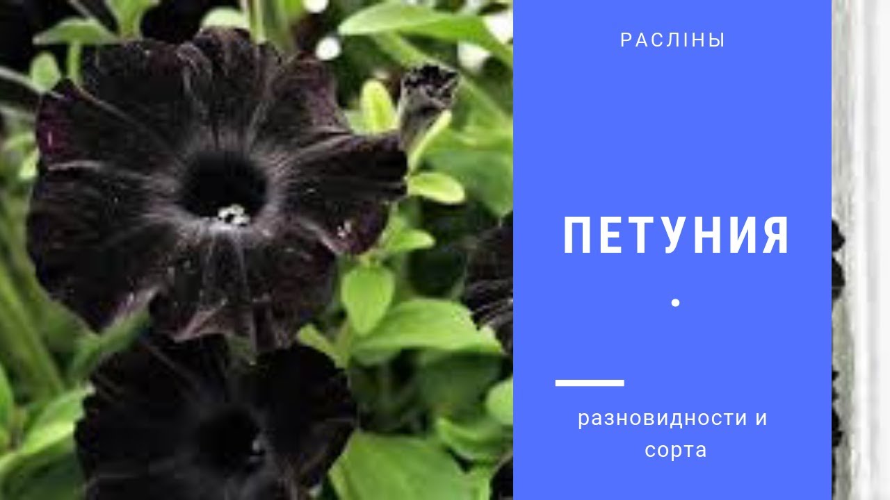Петуния Разновидности и сорта Youtube