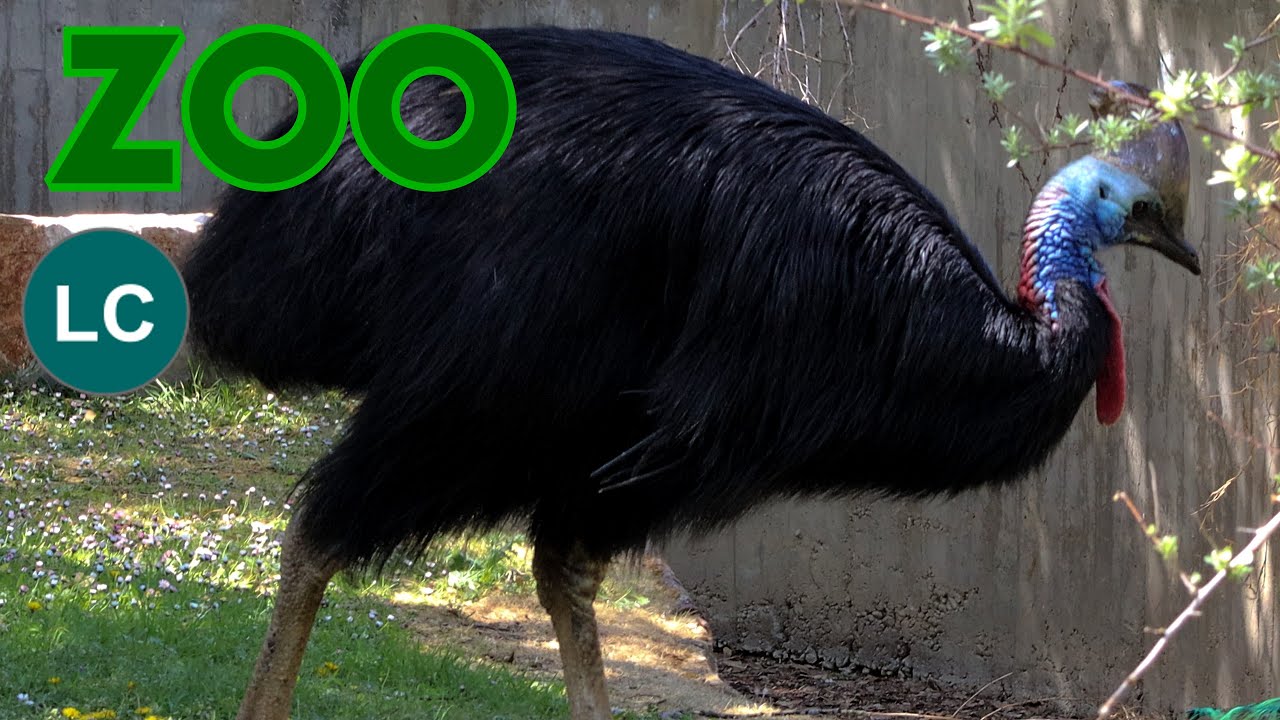 Southern Cassowary 4K (Casuarius casuarius) Helmkasuar, Casoar à casque ...