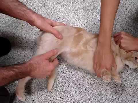 "Kitty" Cat After Hip Replacement Surgery - YouTube