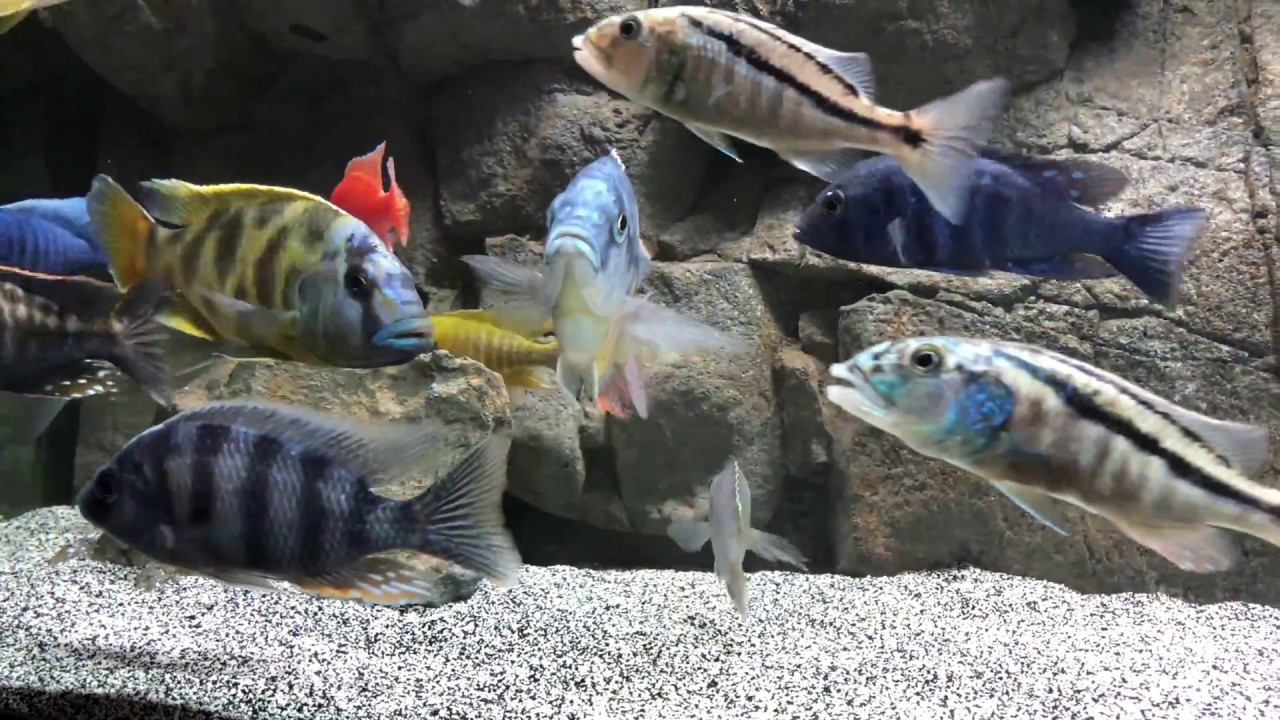 Lake Malawi African Cichlids Peacocks & Haps 4K 60fps - YouTube