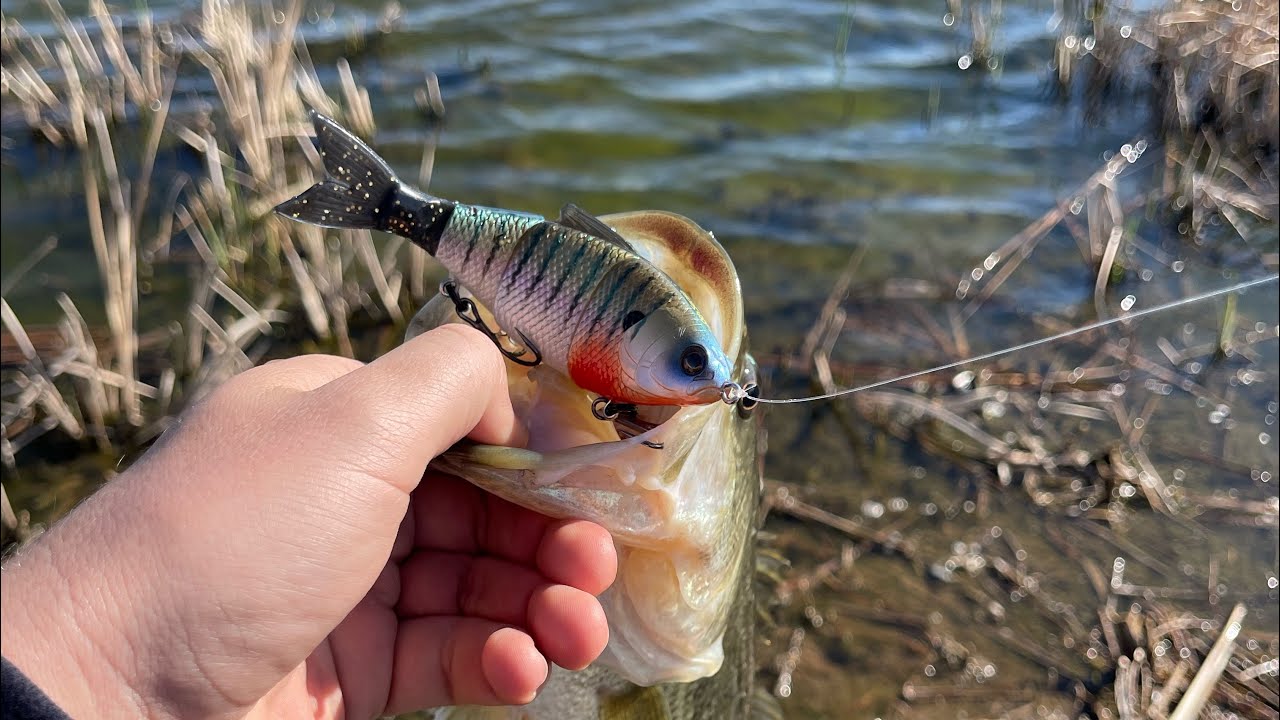 NEW 6th Sense Fishing 5” Trace Put To Work!! - YouTube