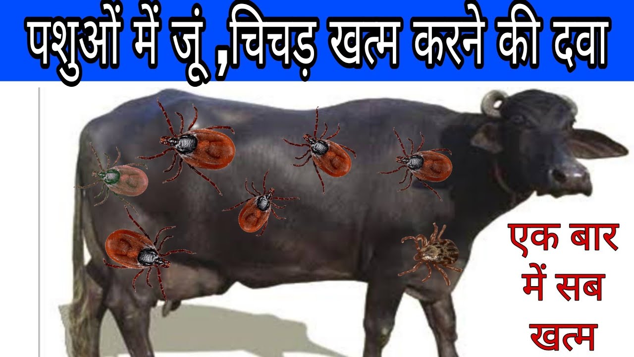 पशुओं में किलनी, जूं और चिचड़ खत्म करने की दवा || Ticks Removel In ...