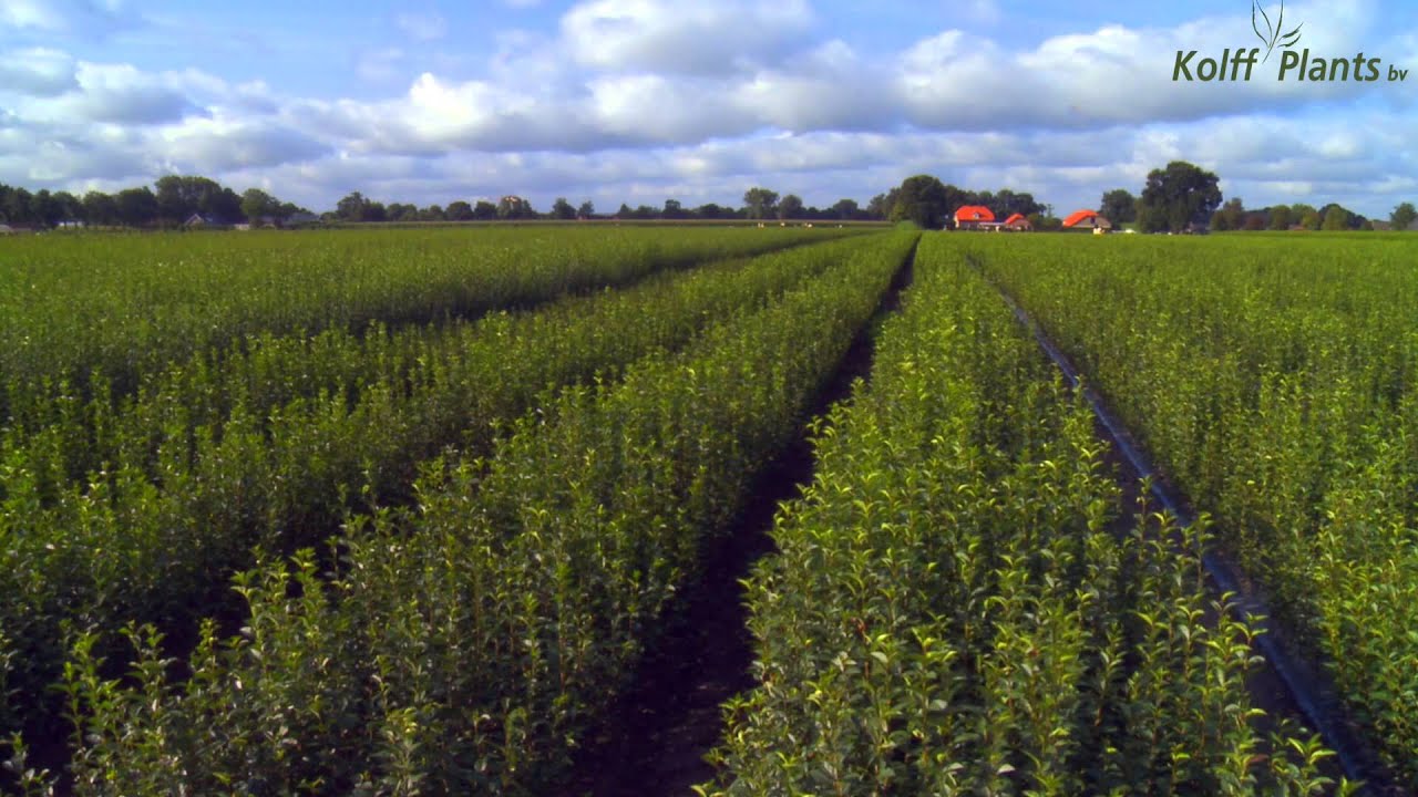 Bare root native hedging plants - YouTube