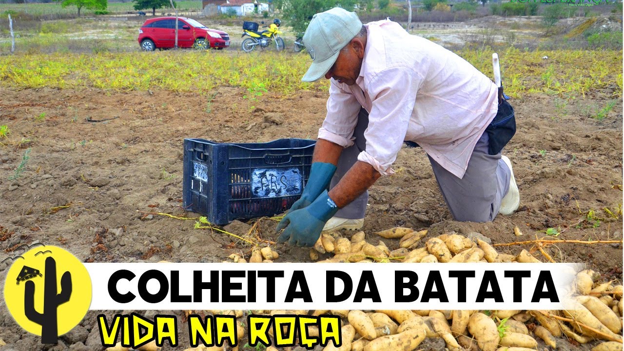 [VIDA NA ROÇA] AGRICULTOR Capote das Batatas, mostra a COLHEITA de ...