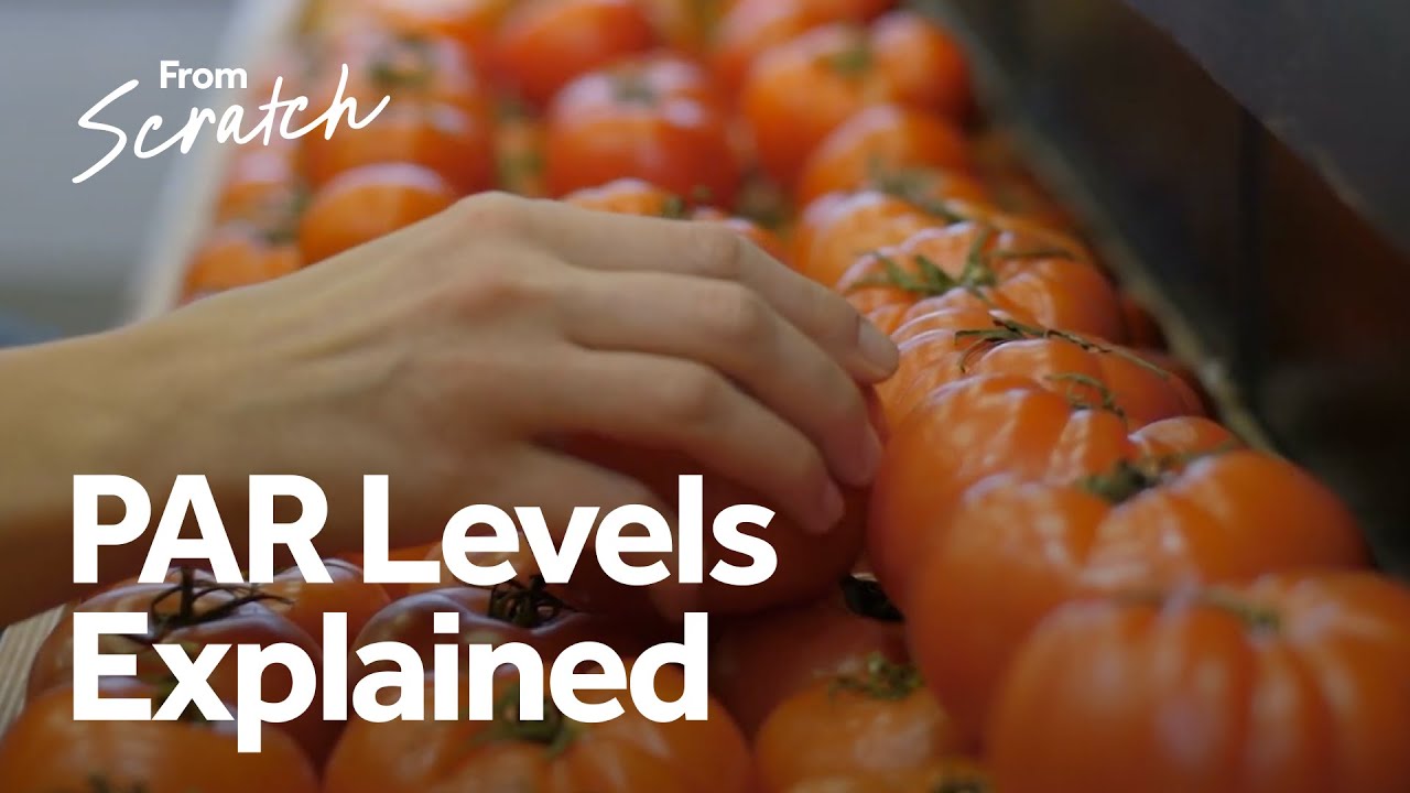 Restaurant Inventory Management: How to Calculate & Use PAR Levels to ...