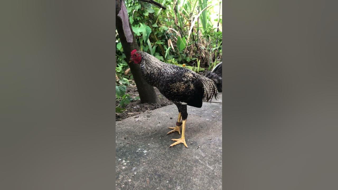 Tiktilaok Sabi Ng Manok 😱😱😱shorts Chicken Trending Youtubeshorts Youtube