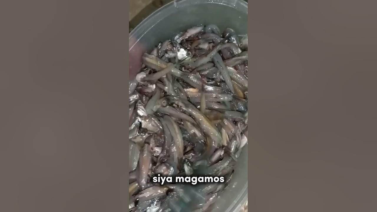 Paano Gumawa ng Bagoong Isda Dilis || Ginamos || Abai Efren Vlogs - YouTube