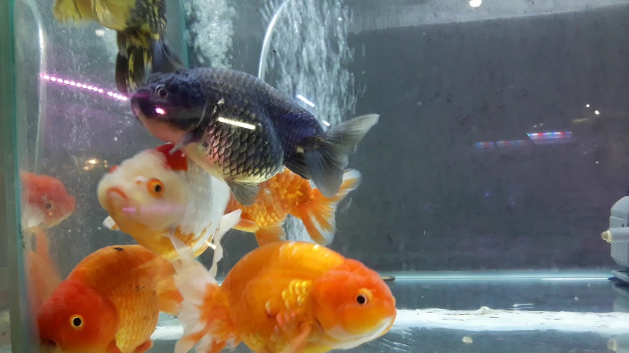 Koki RANCHu - YouTube