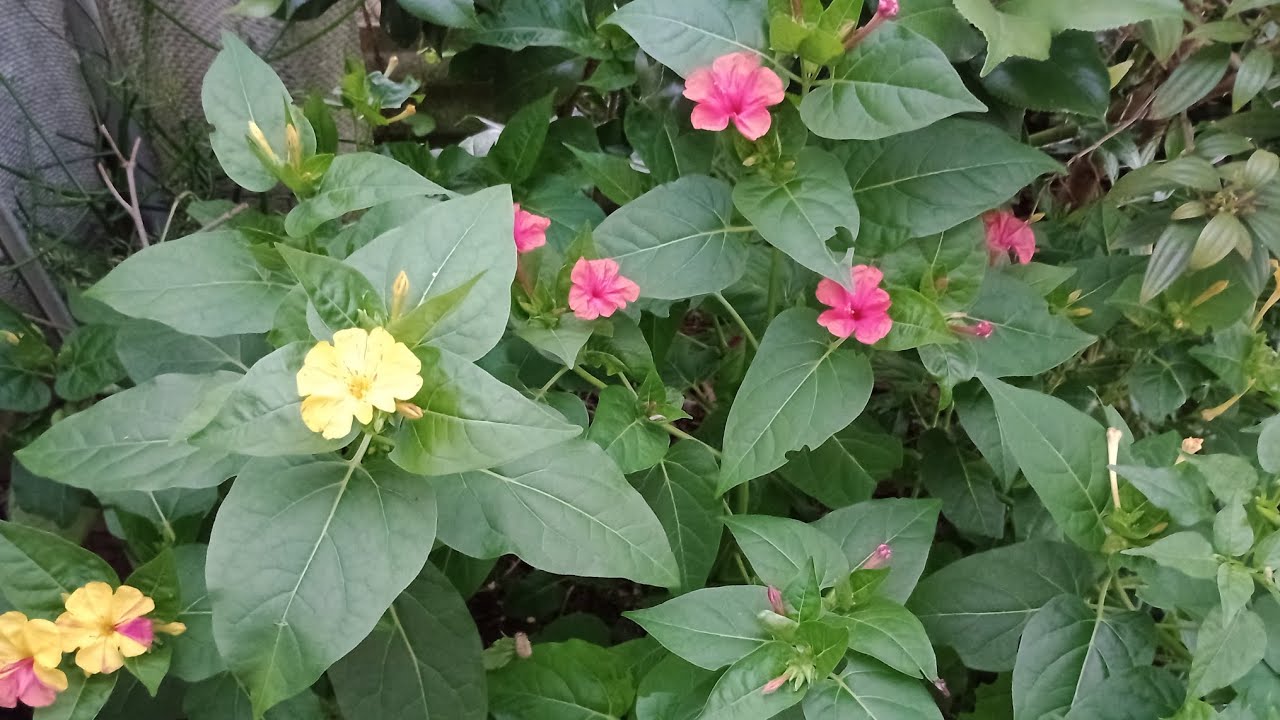 Maravilha (Mirabilis jalapa) é uma planta ornamental que disponibiliza ...