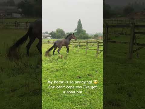 Funny horse#horse#horsevideo #fyp
