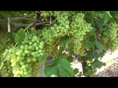 Dünyaca ünlü Sultaniye üzümünde hasat sürüyor 🍇