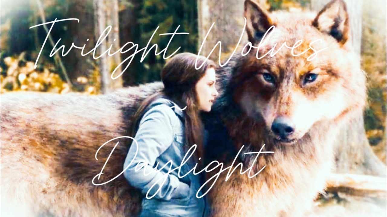 Twilight wolves- Daylight - YouTube