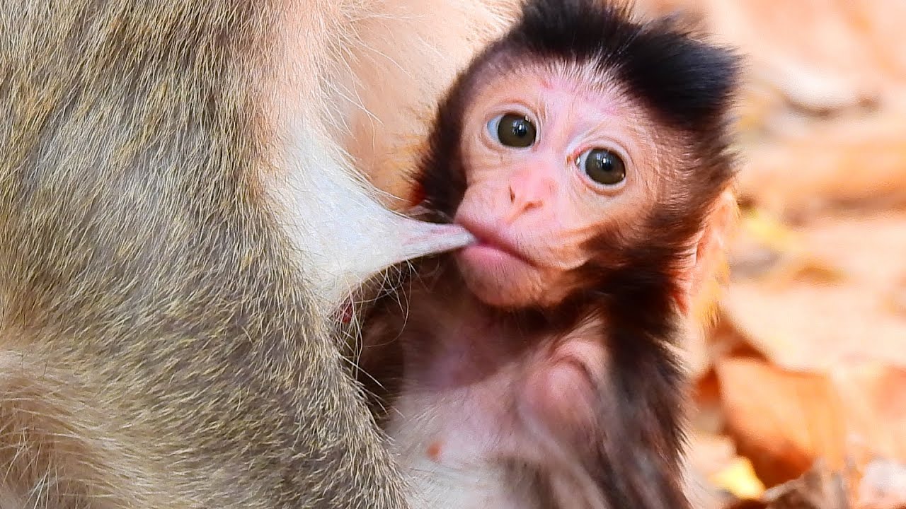 SO SWEET. ADORABLE BABY VENUS PULL MILK SO LONG DRINK IT. LOOK SO ...