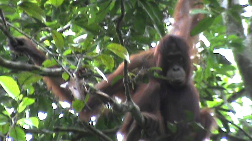 Funny angry orangutan - YouTube