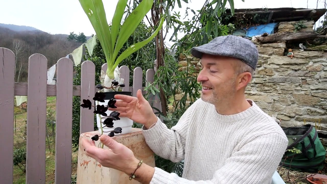Video 186 - Un'#Orchidea...nera! - YouTube