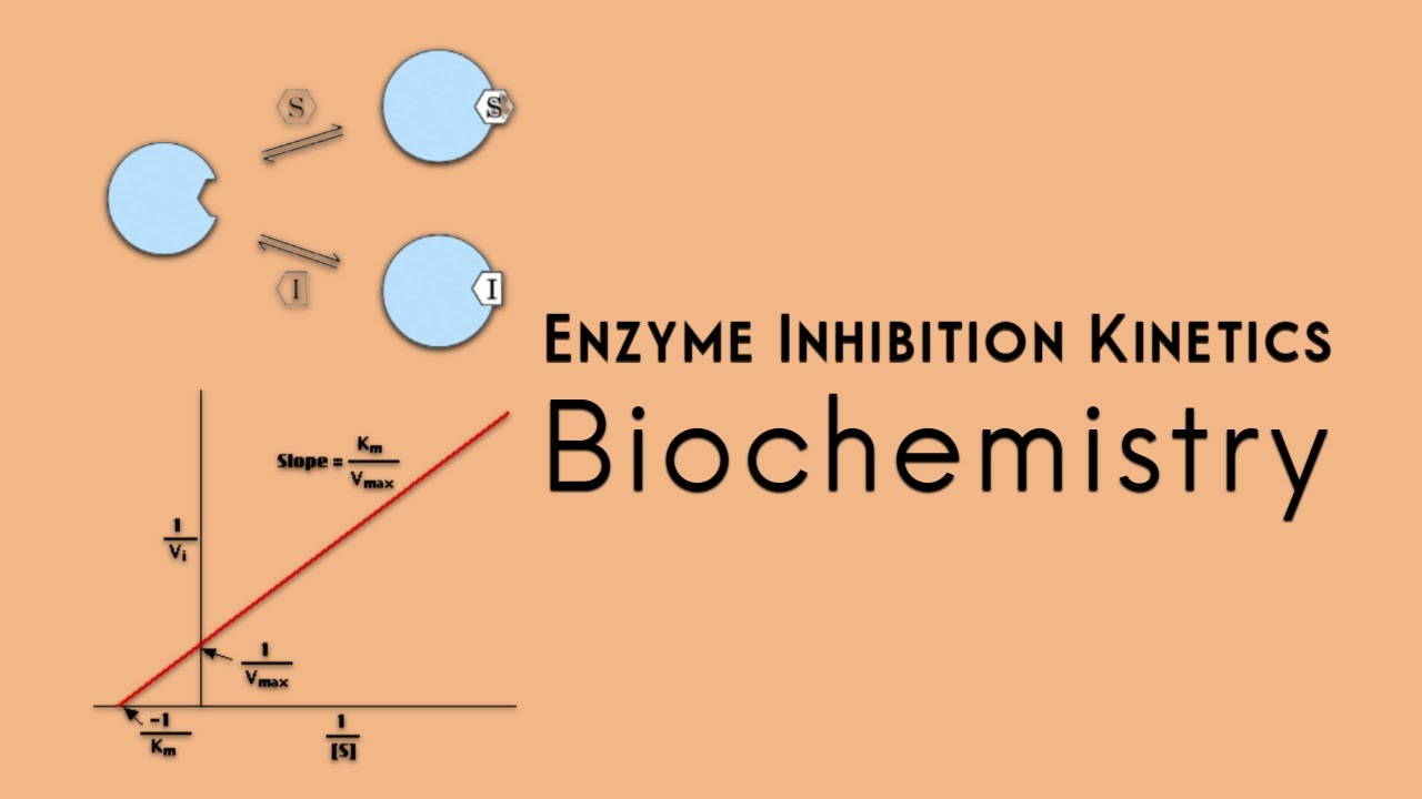 Enzyme inhibition kinetics | Biochemistry | Enzymology | Akash Mitra ...
