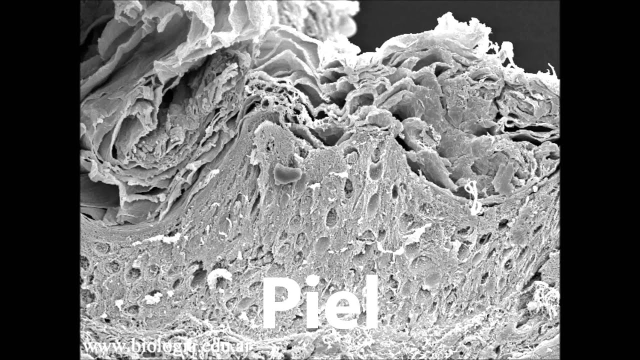 CORPÚSCULOs DE PACINI - YouTube