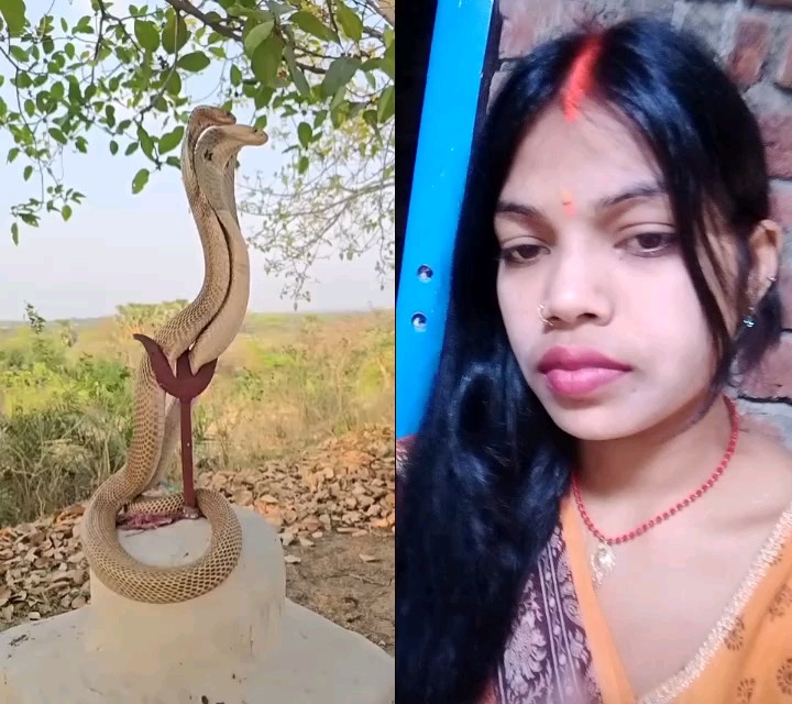 नाग नागिन का जोरा🙏😱//nag nagin ka Jora 🙏😱#cobrasnake #animals #snake # ...