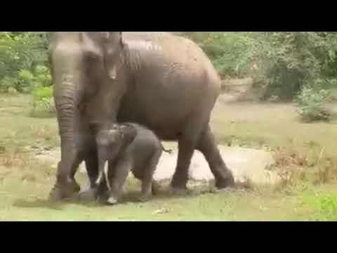 Mom Elephant Saves her Baby Elephant from a Crocodile Attack - YouTube