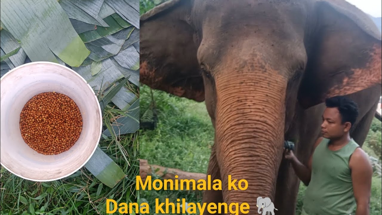 vlog 3 Monimala ko Dana khilayenge🐘! - YouTube