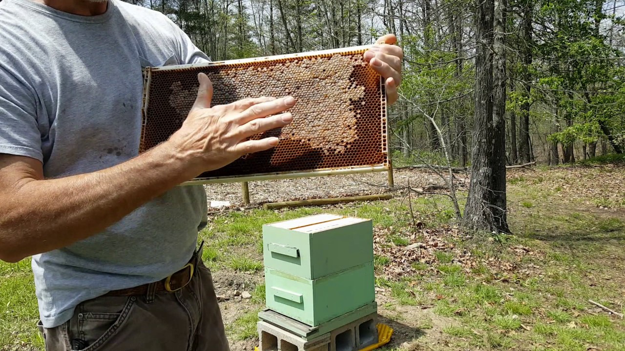 Bee Hive setup #1 - YouTube
