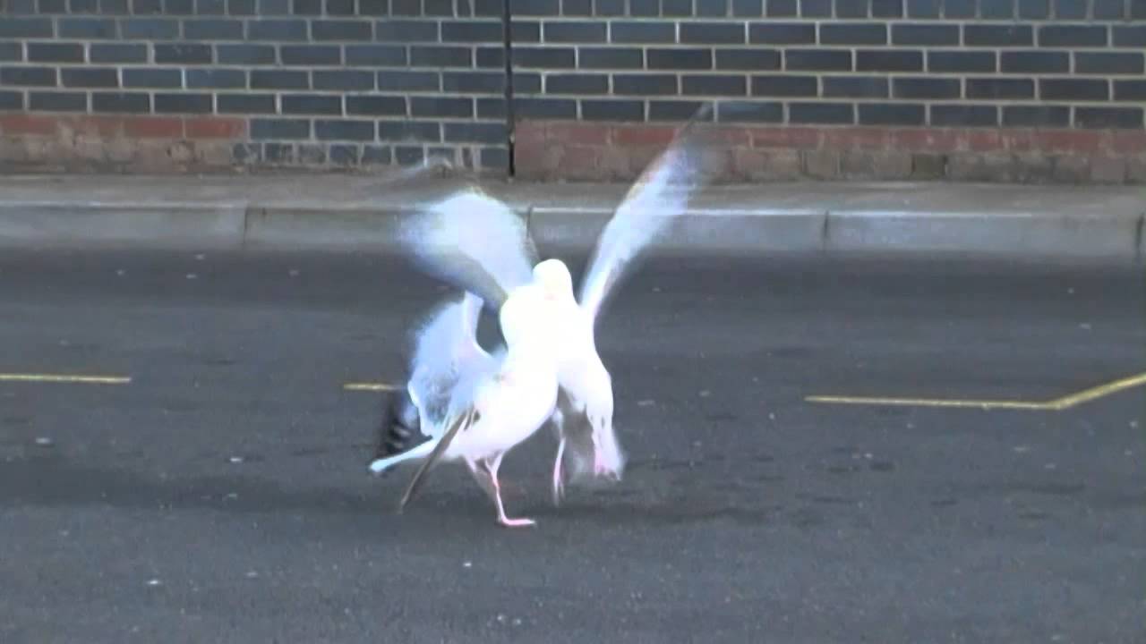 2 birds fighting in middle of road - YouTube
