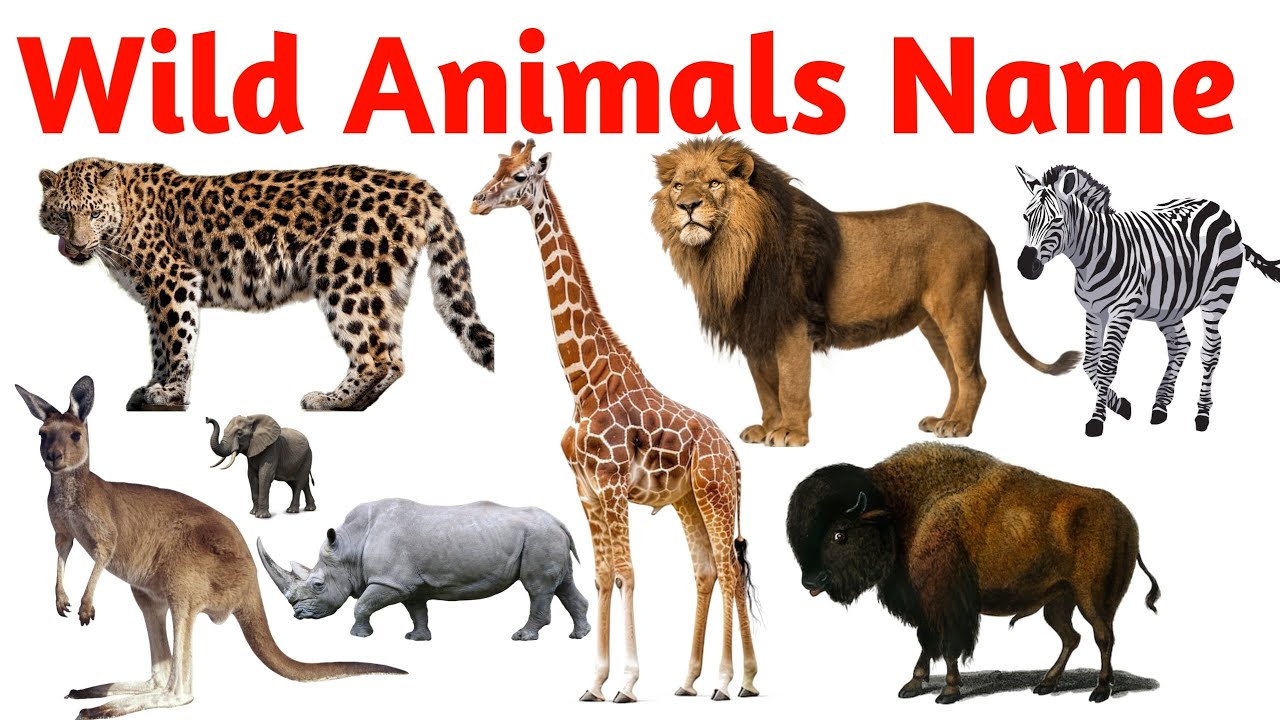 🦁 Explore the Wild Animals World – Fun Facts, Names & Sounds for Kids 🌍 ...
