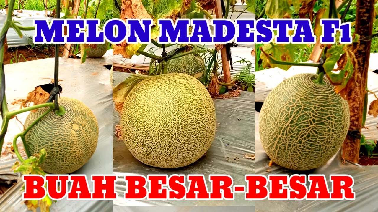 ⛔BUDIDAYA MELON MADESTA F1 |BUAH BESAR-BESAR - YouTube