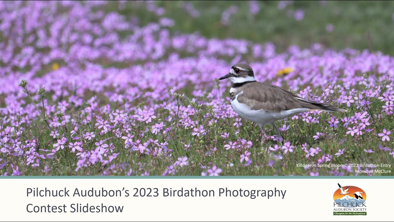 2023 Pilchuck Audubon Birdathon Photography Contest Slideshow - YouTube