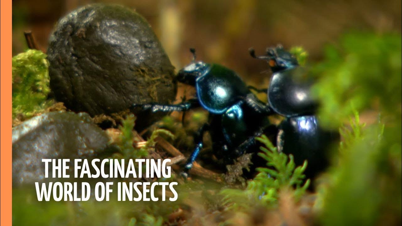 The Fascinating World of Insects | Full Documentary - YouTube